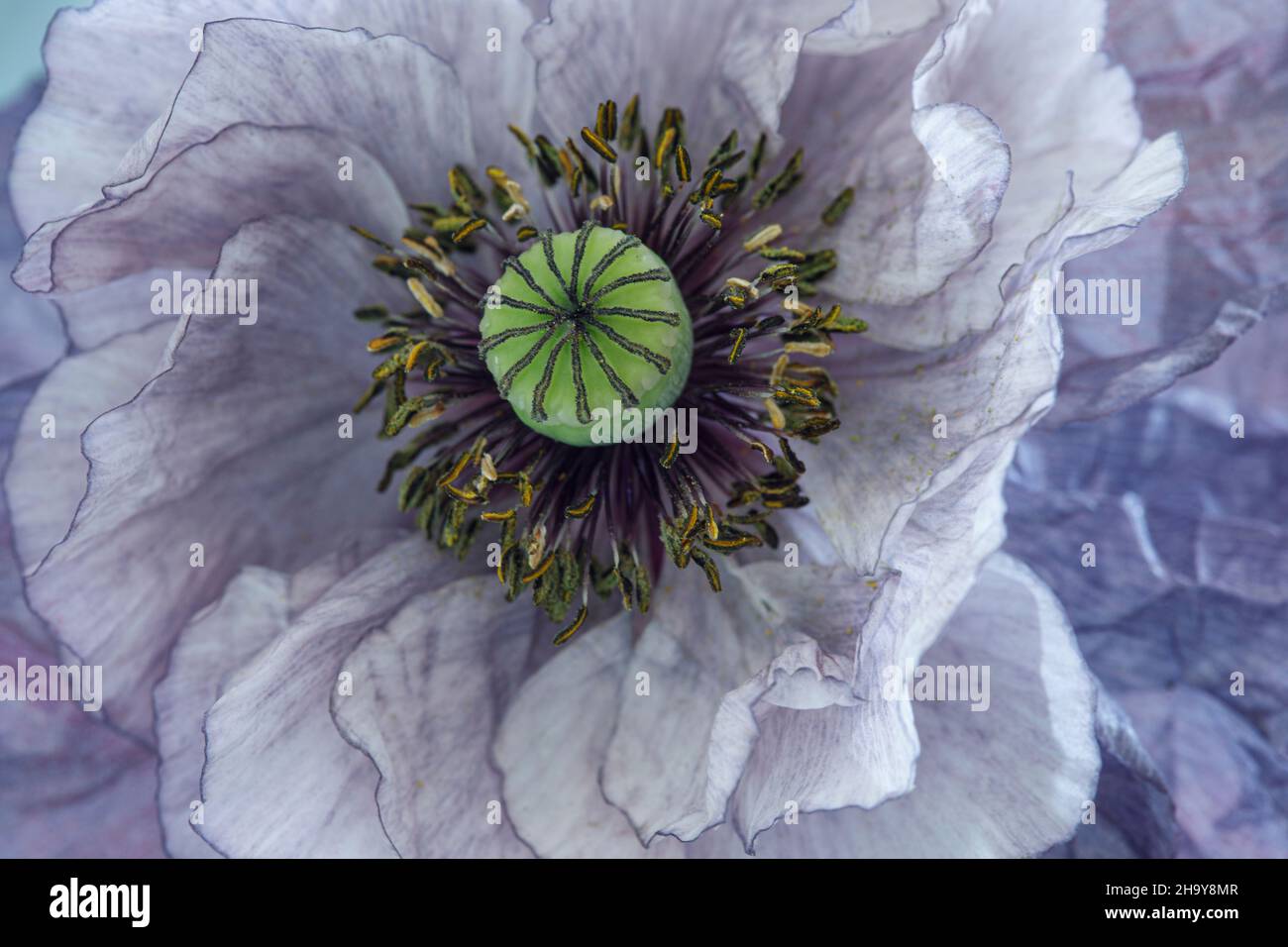 Macro of Amazing Grey Poppy Stock Photo - Alamy