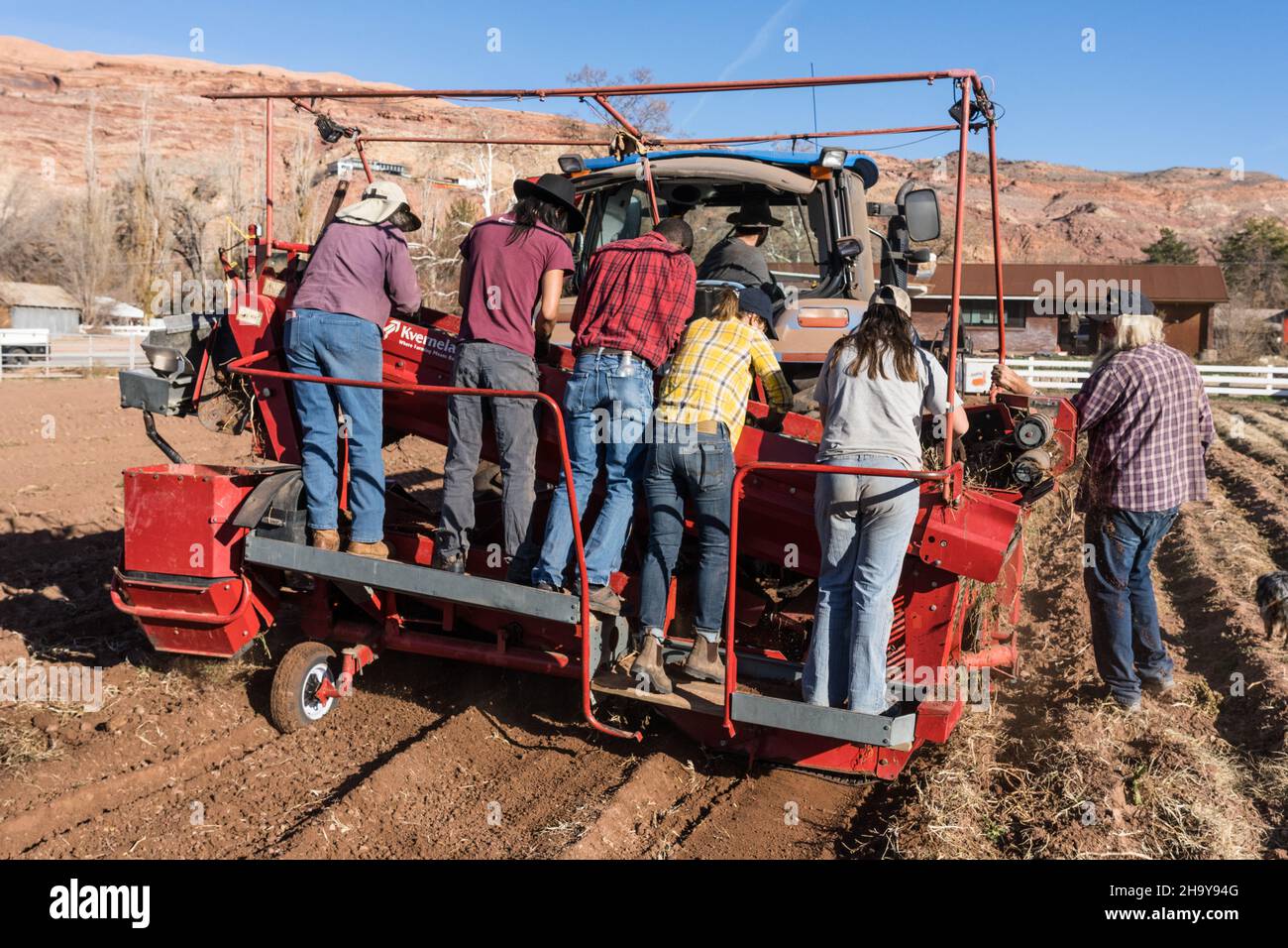 Workers stand on the back of the potator harvestor as they separate ...