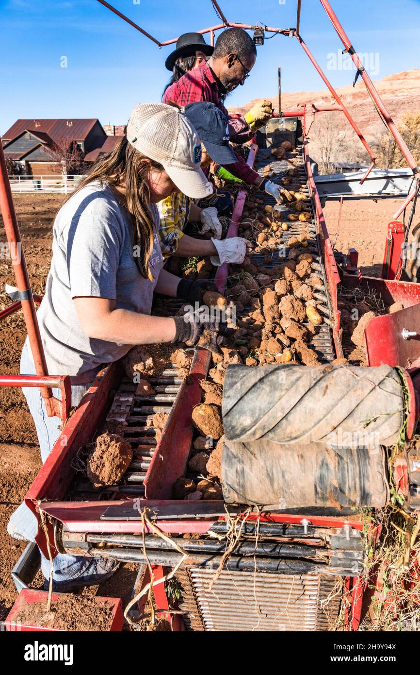 Workers stand on the back of the potator harvestor as they separate ...