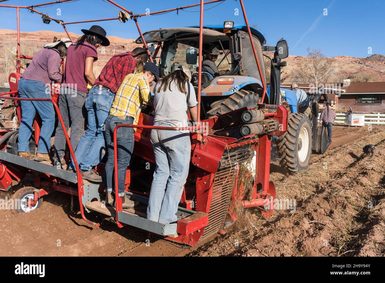 Workers stand on the back of the potator harvestor as they separate ...