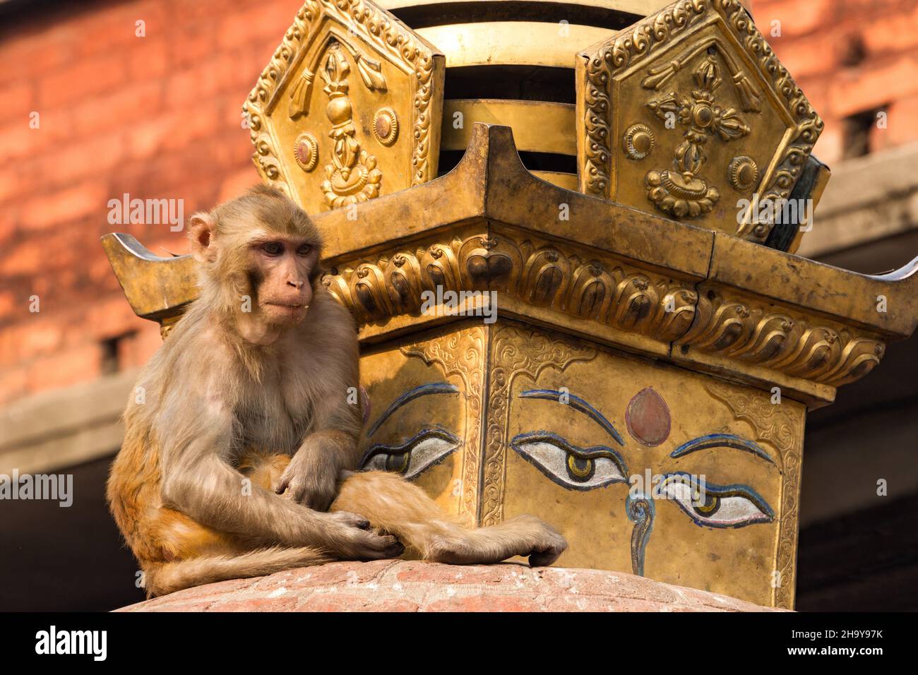 A Rhesus macaque on a Buddhist stupa in the Swayambhunath temple ...