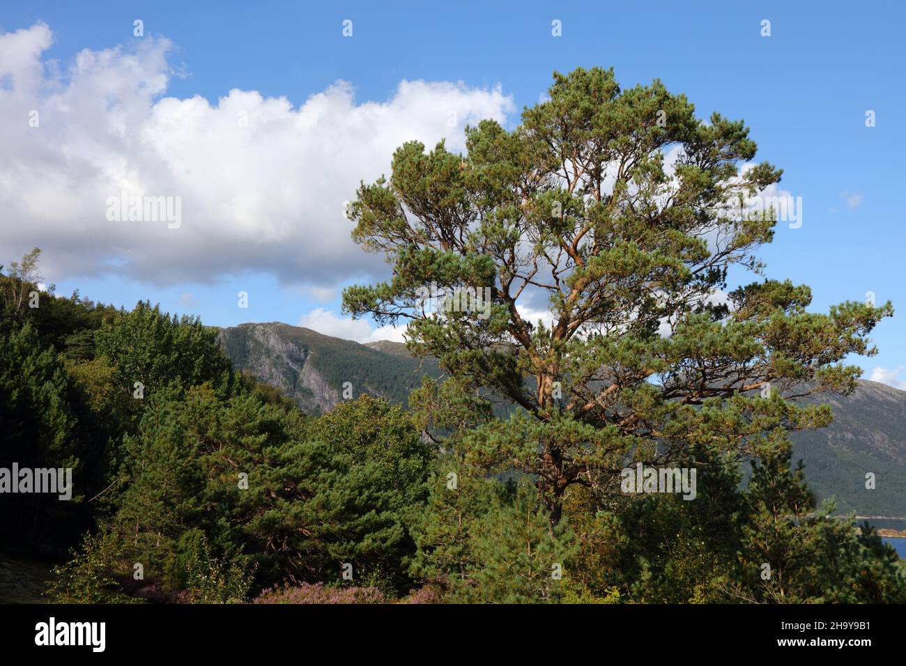 Norwegen - Landschaft bei Nordrevik und Vadheim / Norway - Landscape ...