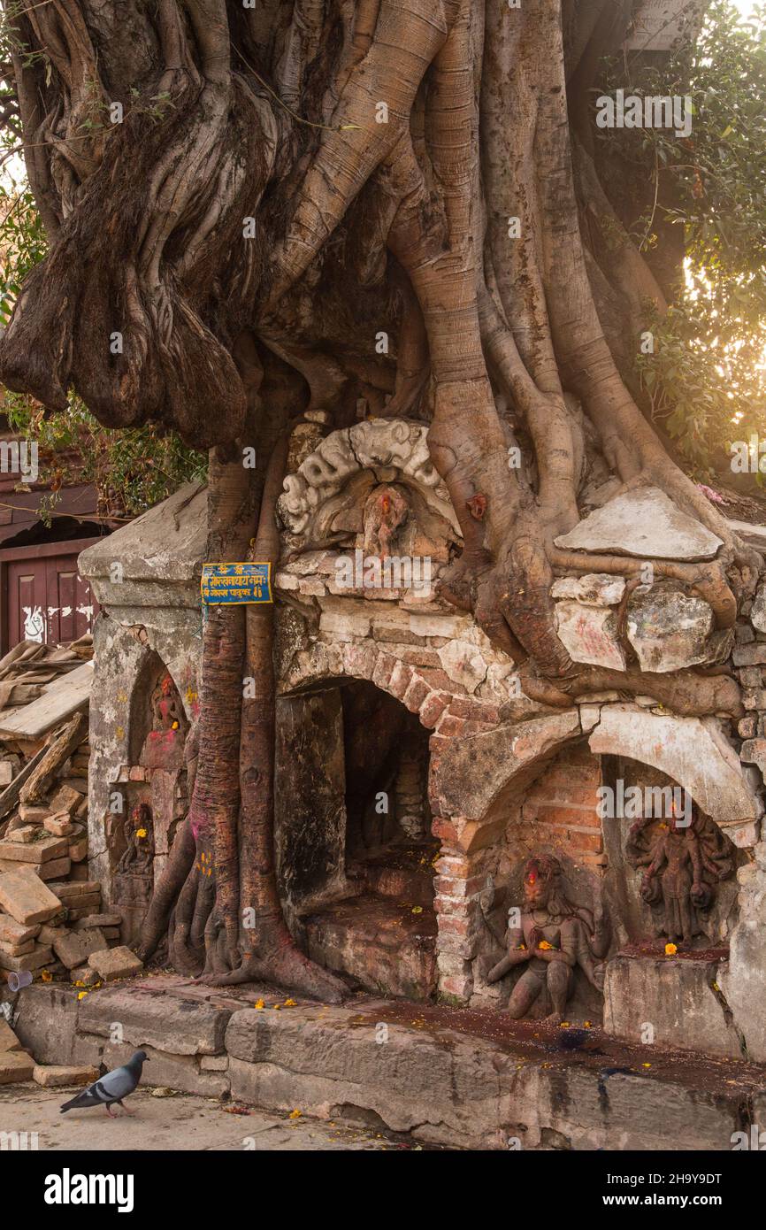 The Tree Shrine is a small Hindu shrine being destroyed by a fig tree ...