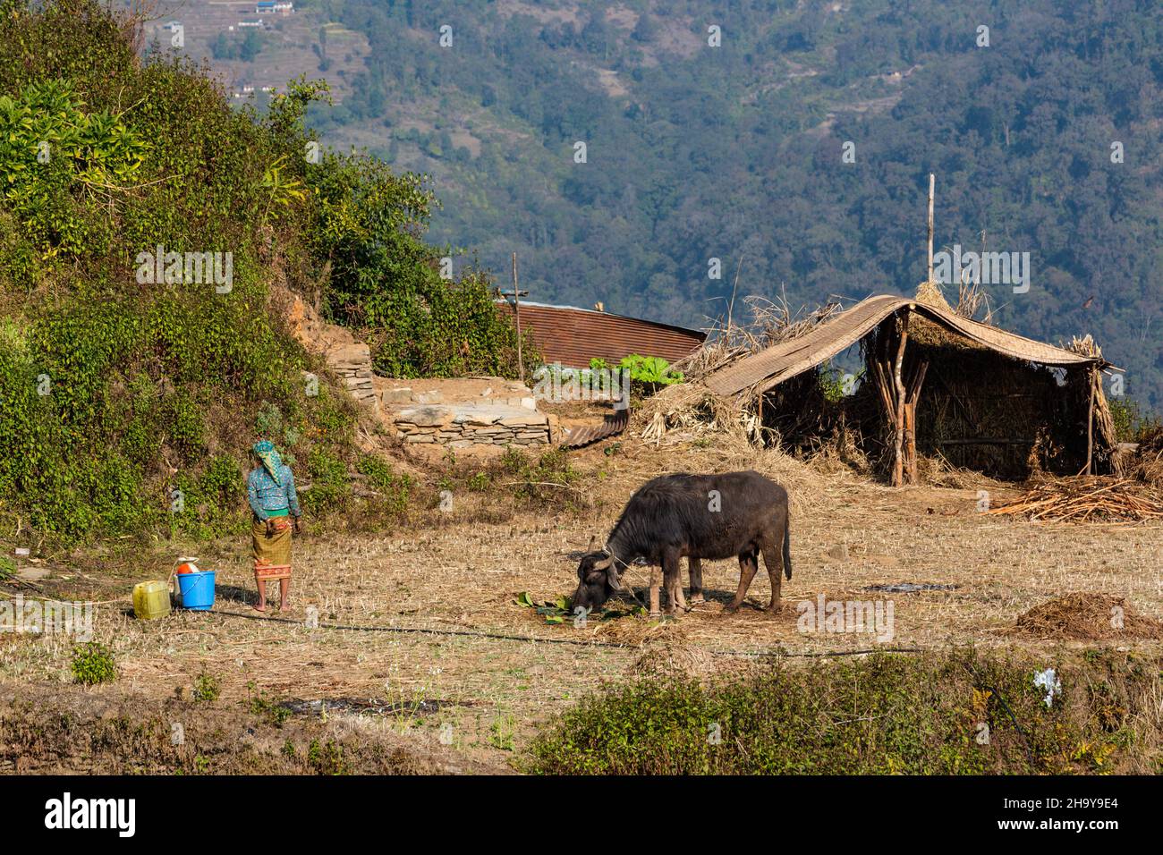A Nepalese woman and a water buffalo on a hillside farm in the ...