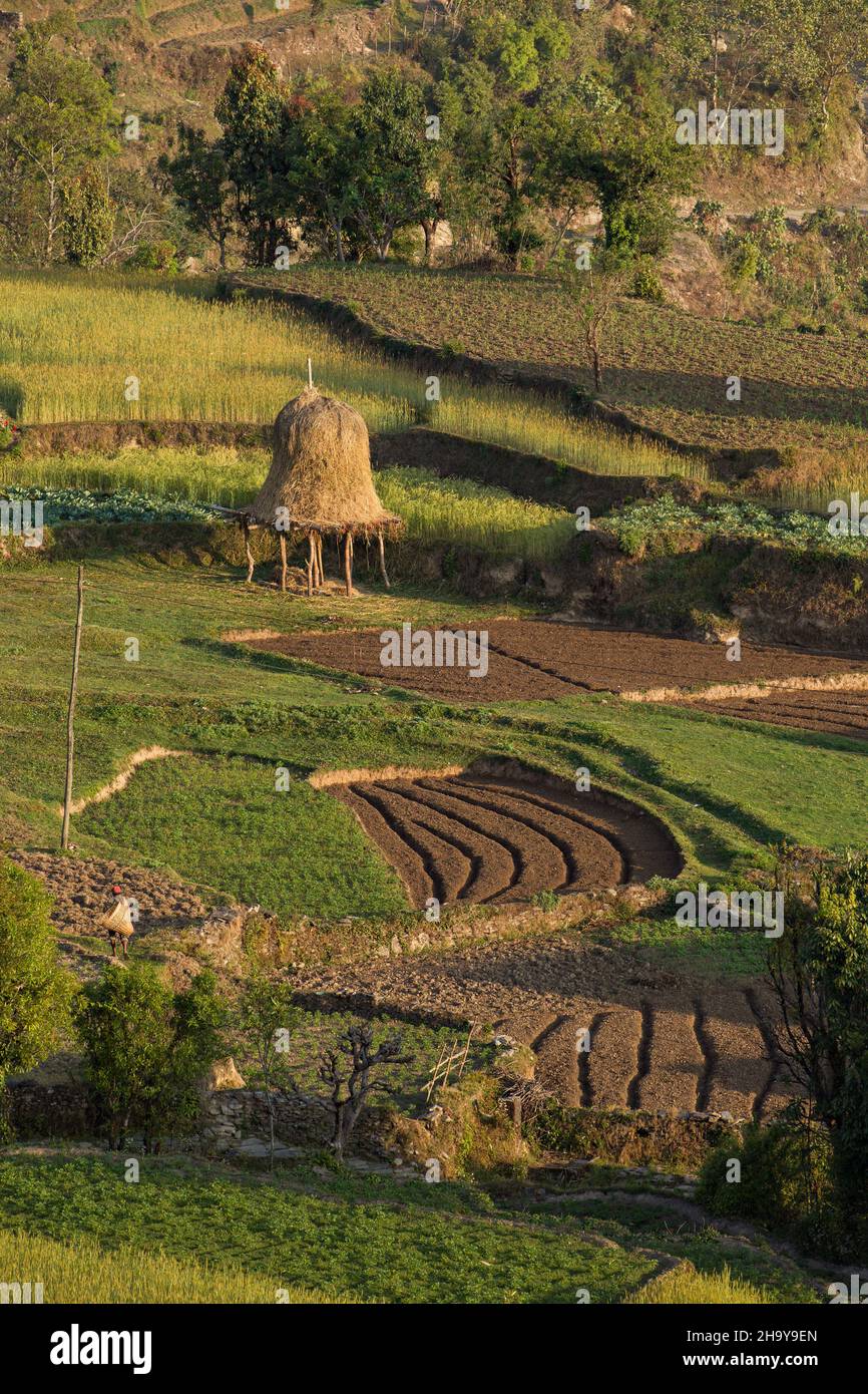 A farmer walks by a haystack and farm fields under cultivation in the ...