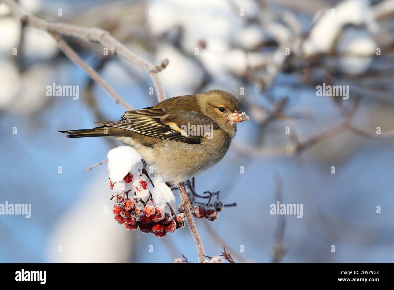 Thrushes and finches hi-res stock photography and images - Alamy