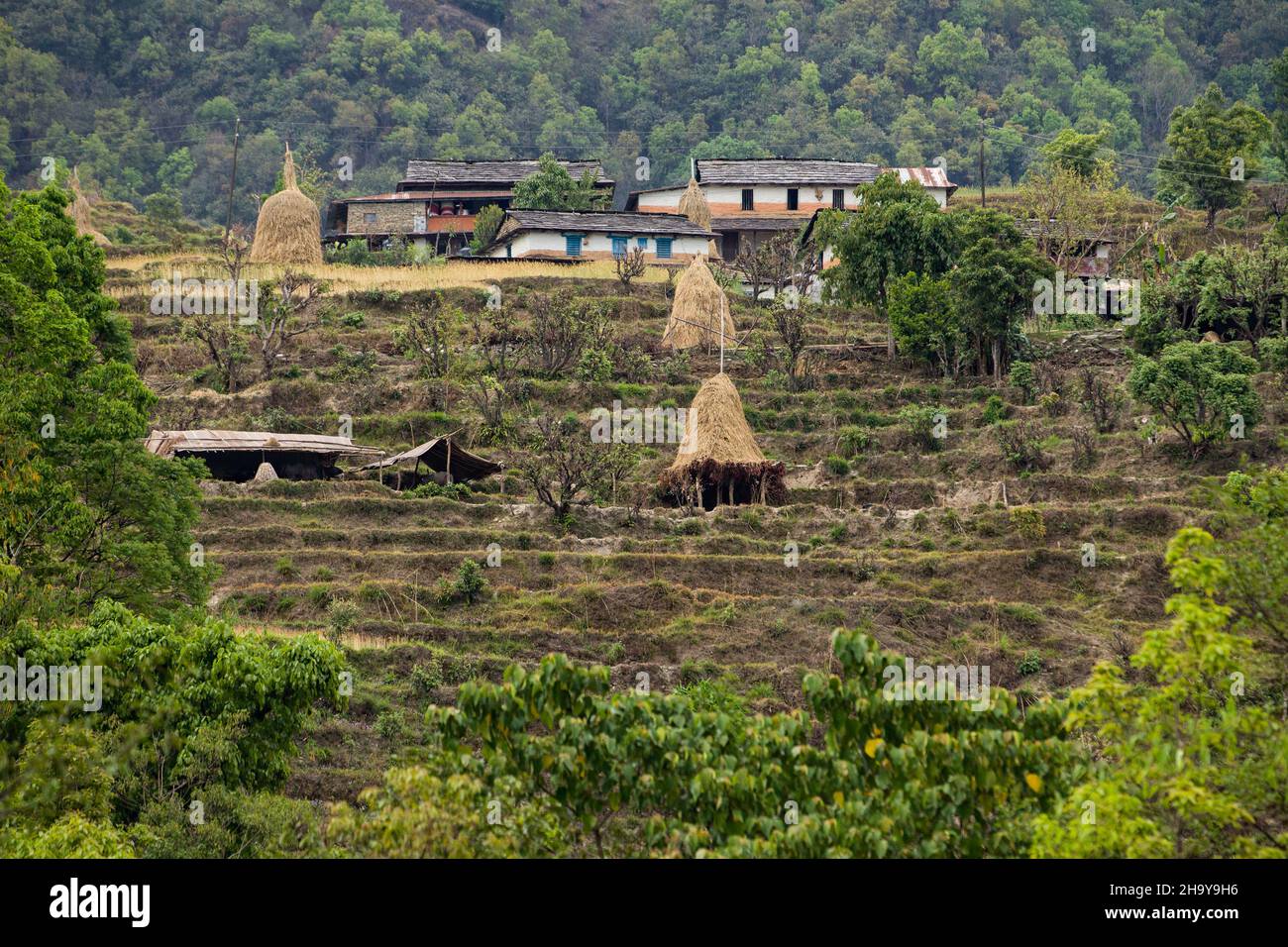 Rice terraces and traditional farm houses on the steep hillside above ...