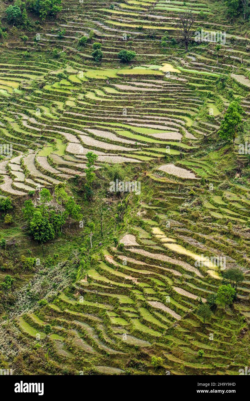 Rice terraces on the steep hillside below the Himalayan foothill ...