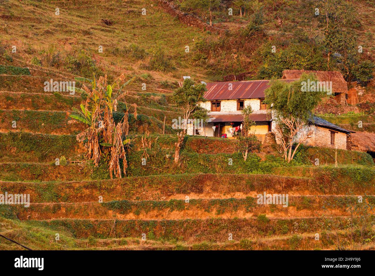 Rice terraces and a traditional farm house on the steep hillside above ...