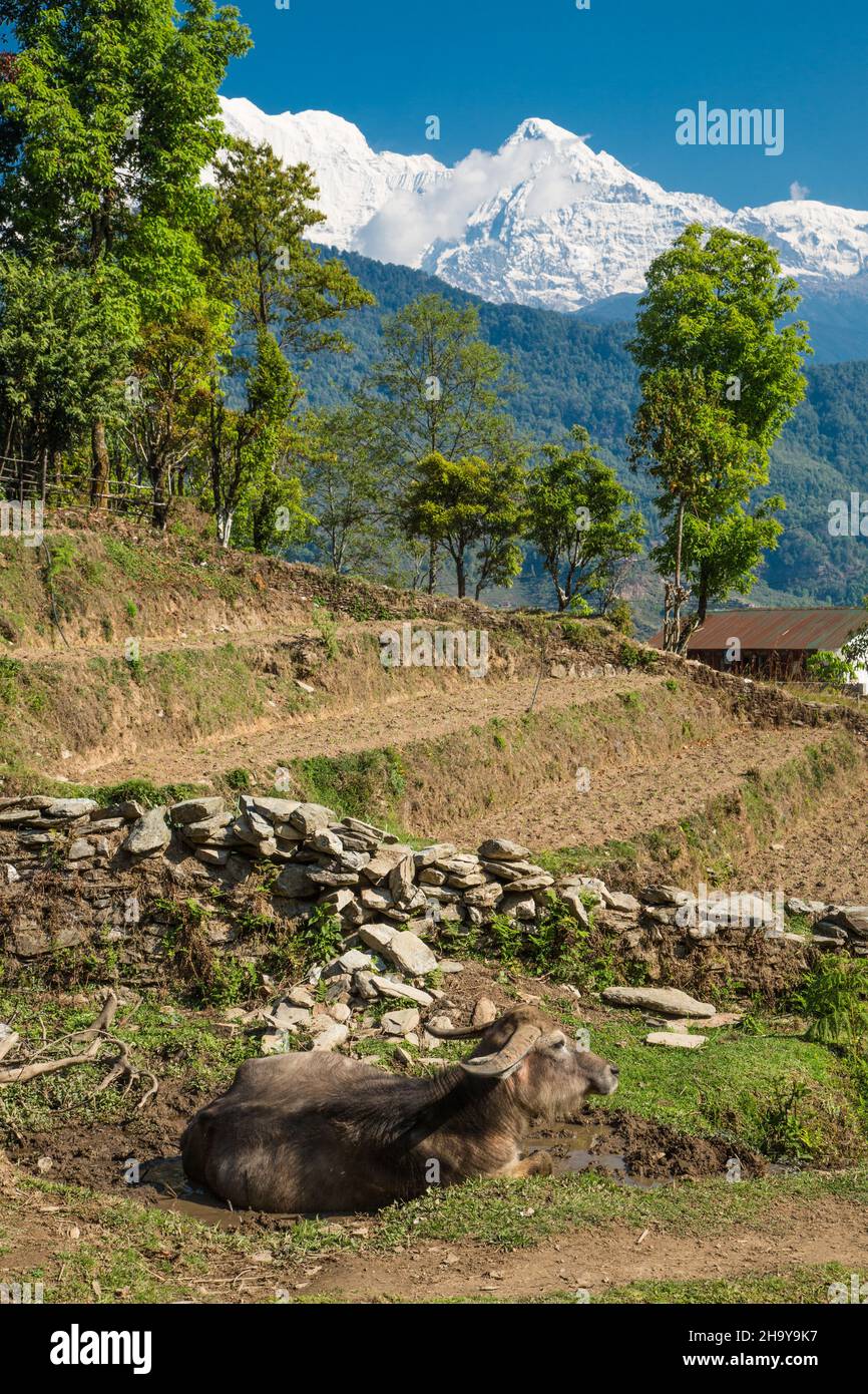 A water buffalo lies in a wet mudhole in the Himalayan foothill village ...