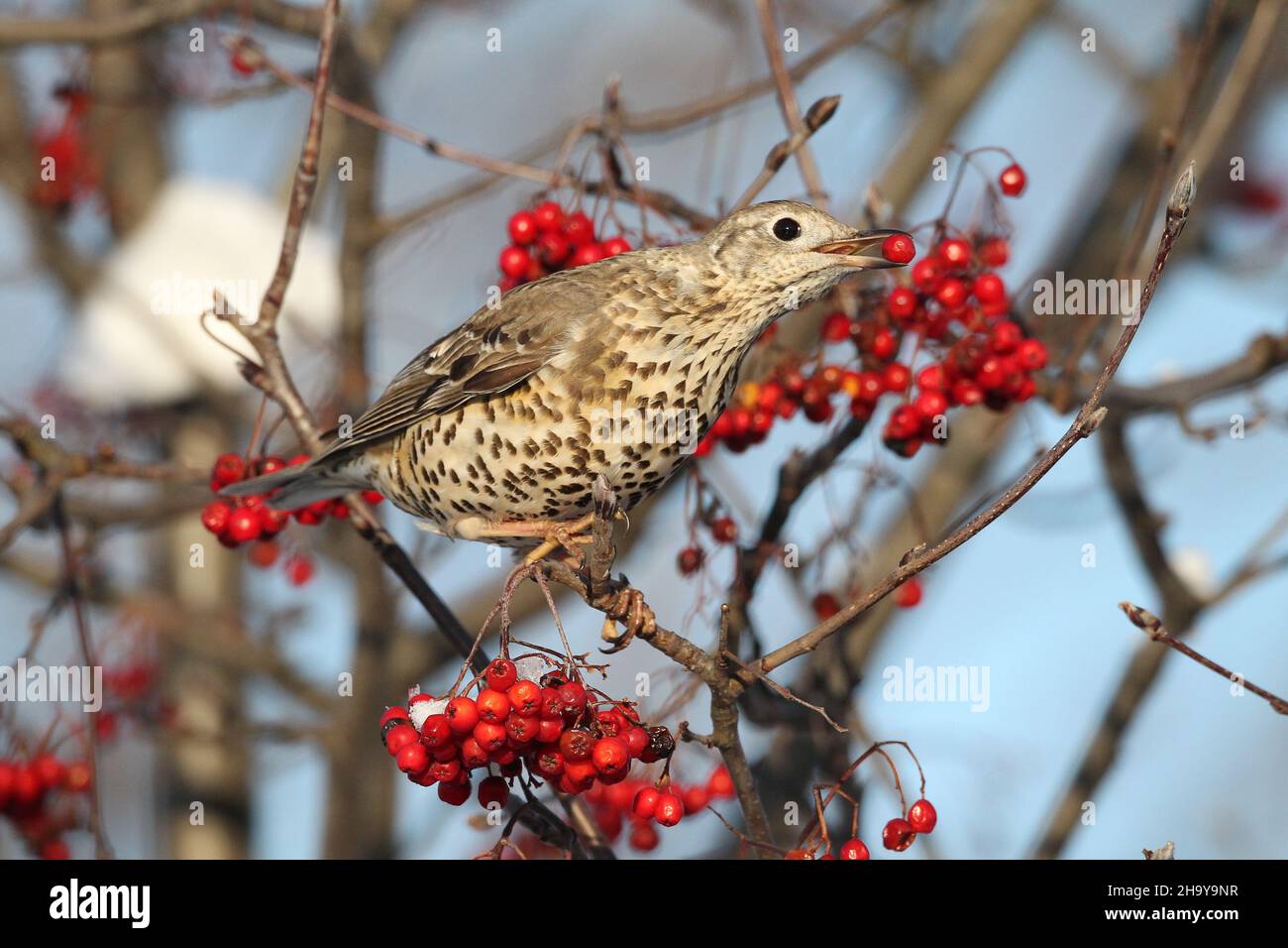 Mistle thrush can become very territorial even over a single berry tree ...