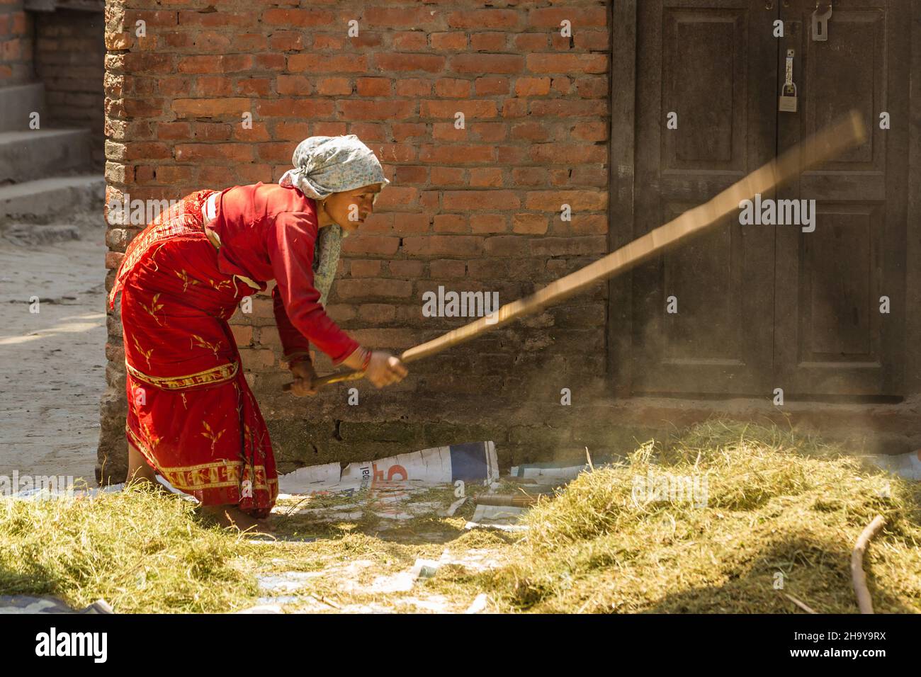 A Nepalese woman in tradtional dress threshing lintels with a bamboo ...