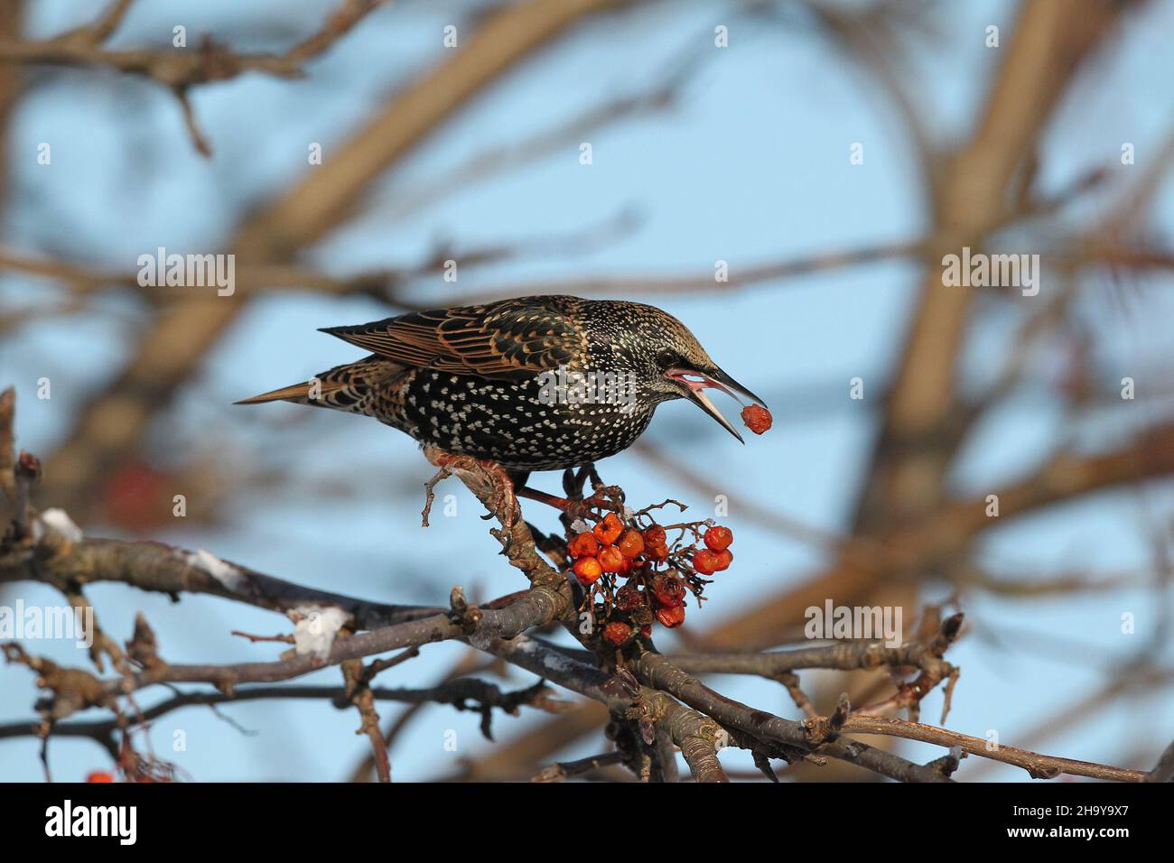 Flocks of starlings hi-res stock photography and images - Alamy