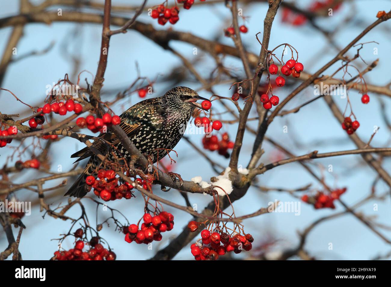 Flocks of starlings hi-res stock photography and images - Alamy
