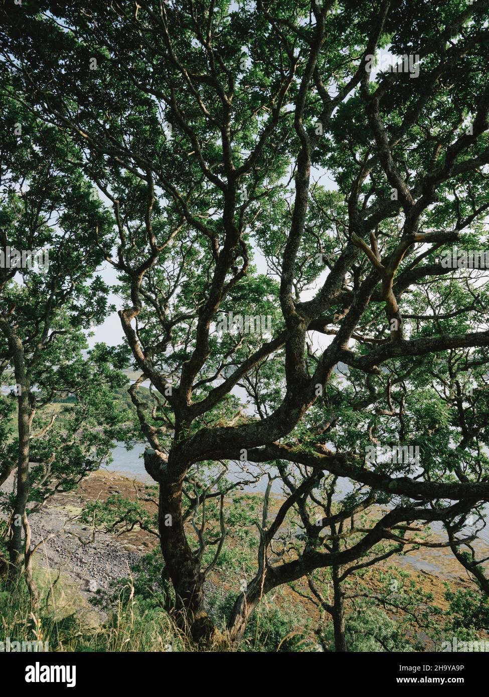 Ilse of mull flora hi-res stock photography and images - Alamy