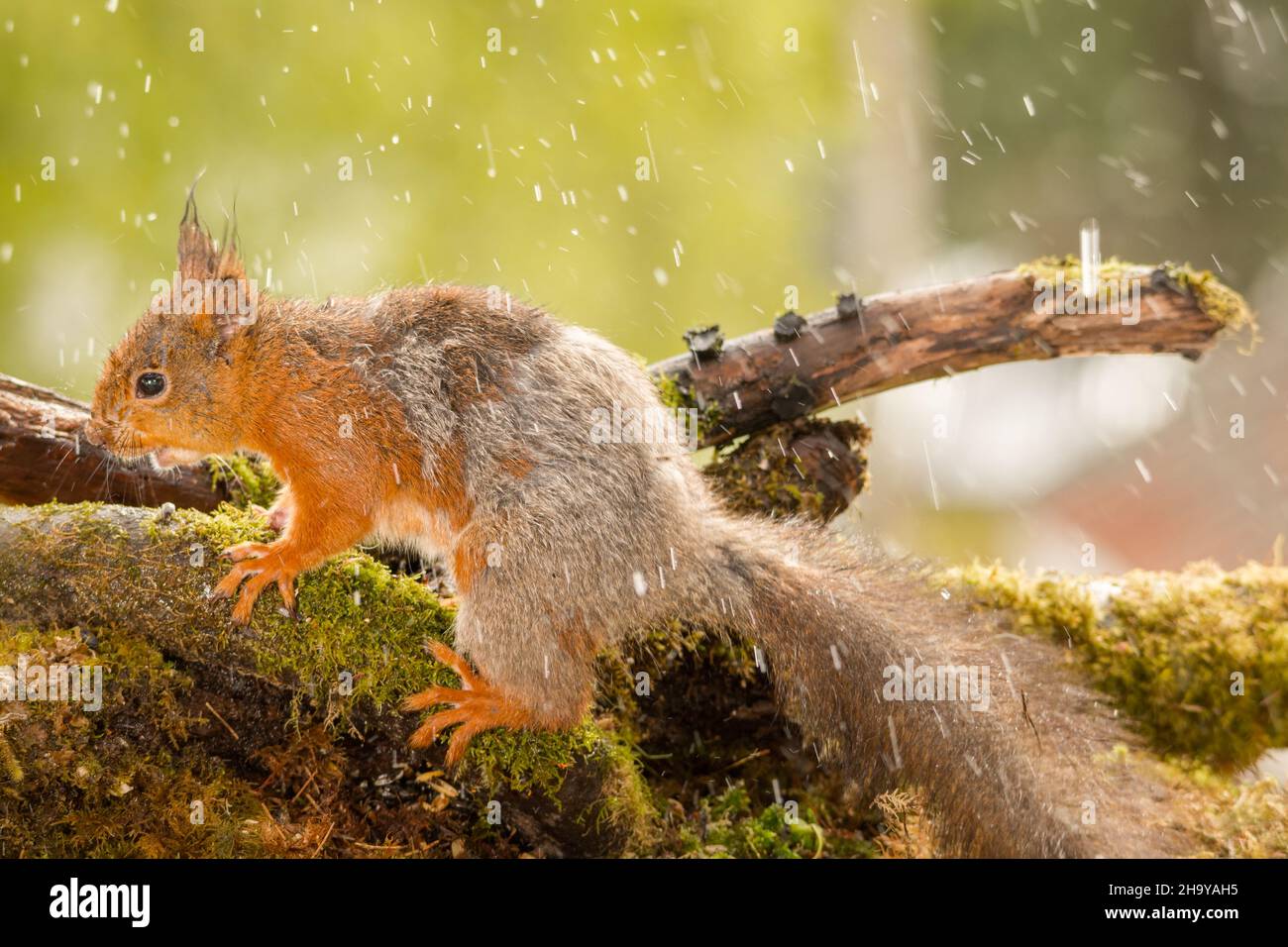 Wet red squirrel is standing in the rain hi-res stock photography and ...
