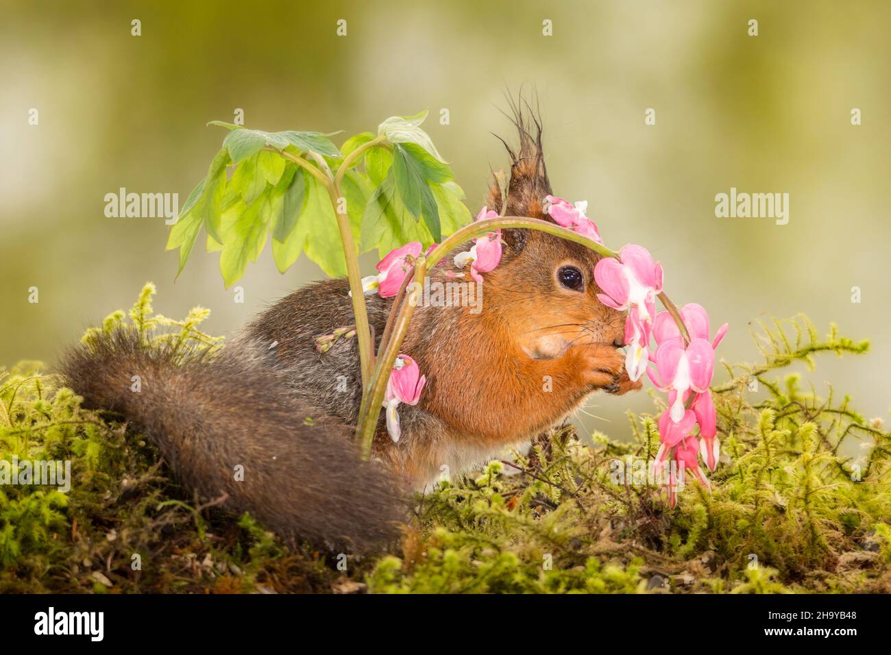 Bleeding ear hi-res stock photography and images - Alamy