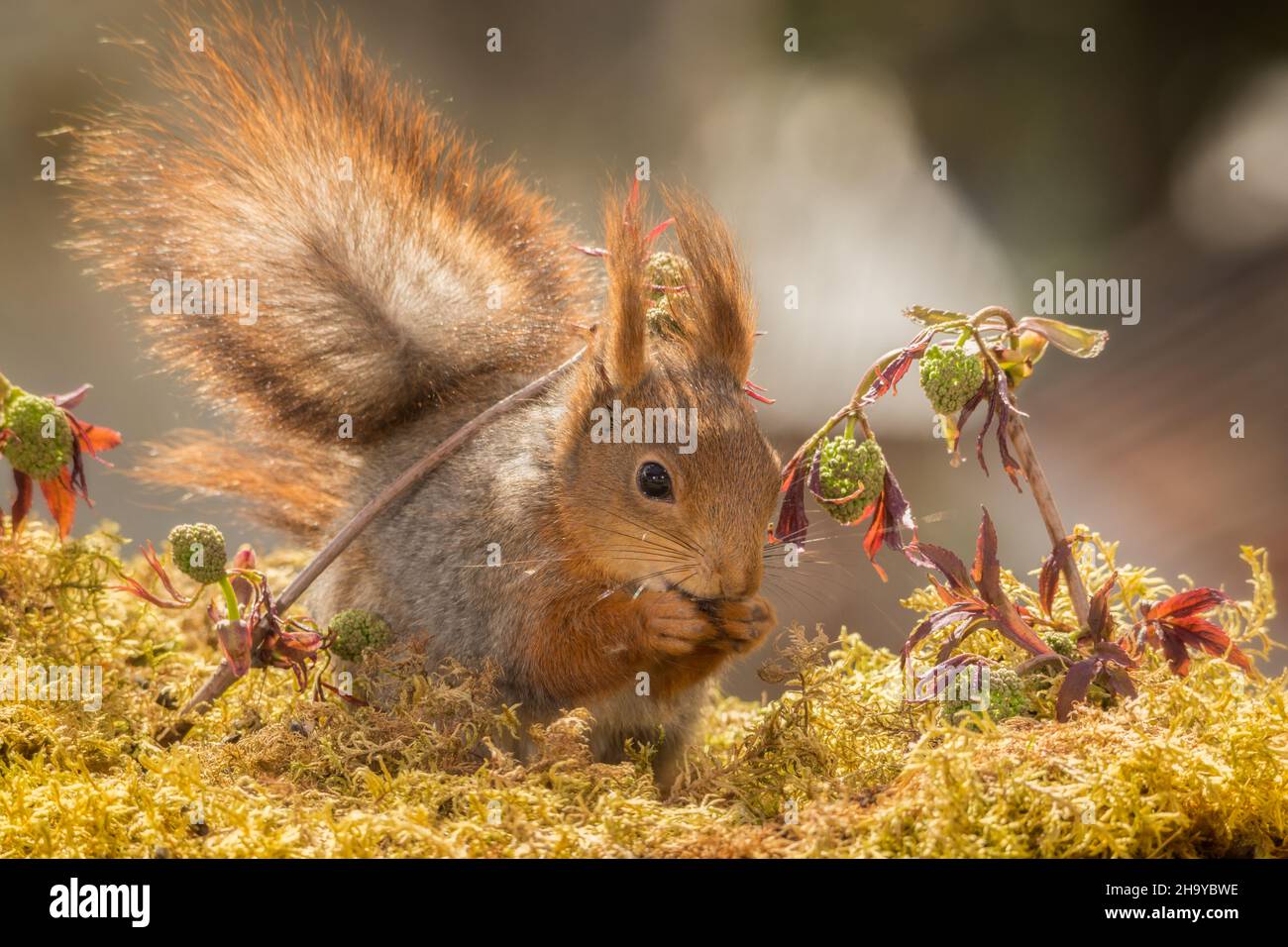 Black squirrel profile hi-res stock photography and images - Alamy
