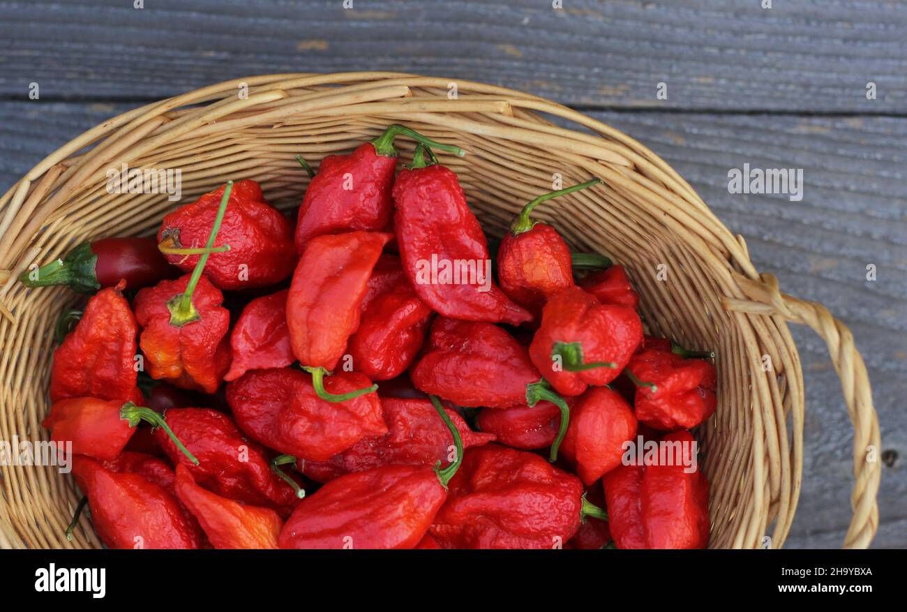 Ghost pepper bhut jolokia hi-res stock photography and images - Alamy