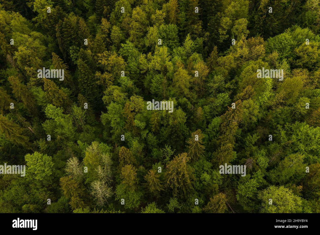 Aerial high above dark evergreen hi-res stock photography and images ...