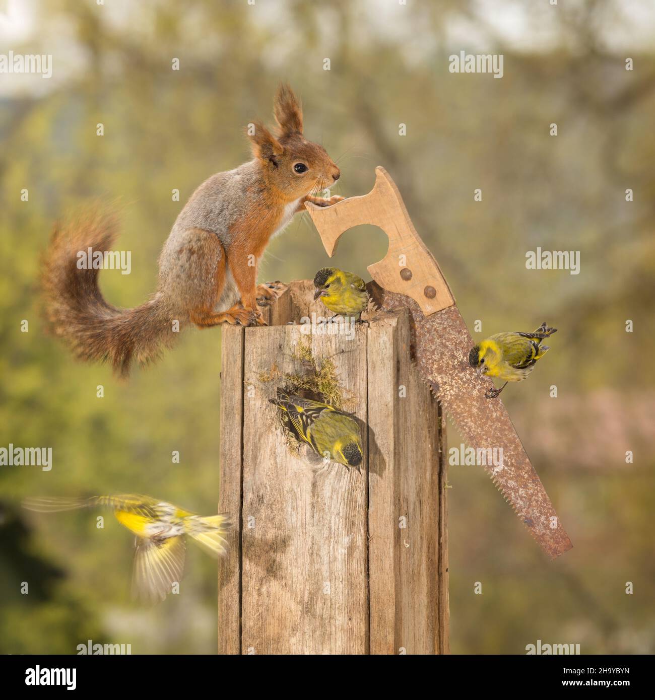 Carpenter bird hi-res stock photography and images - Alamy
