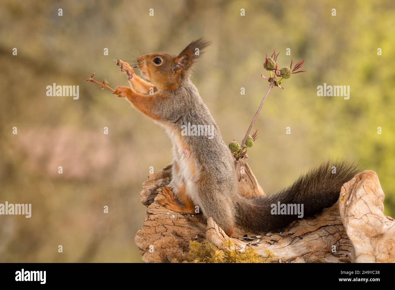 Black squirrel profile hi-res stock photography and images - Alamy