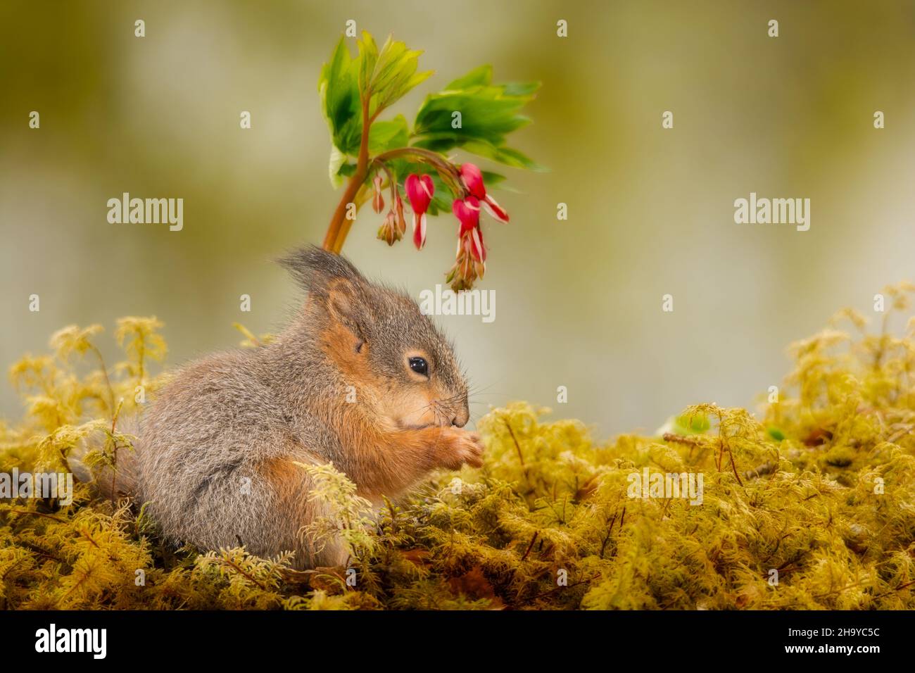 Bleeding ear hi-res stock photography and images - Alamy