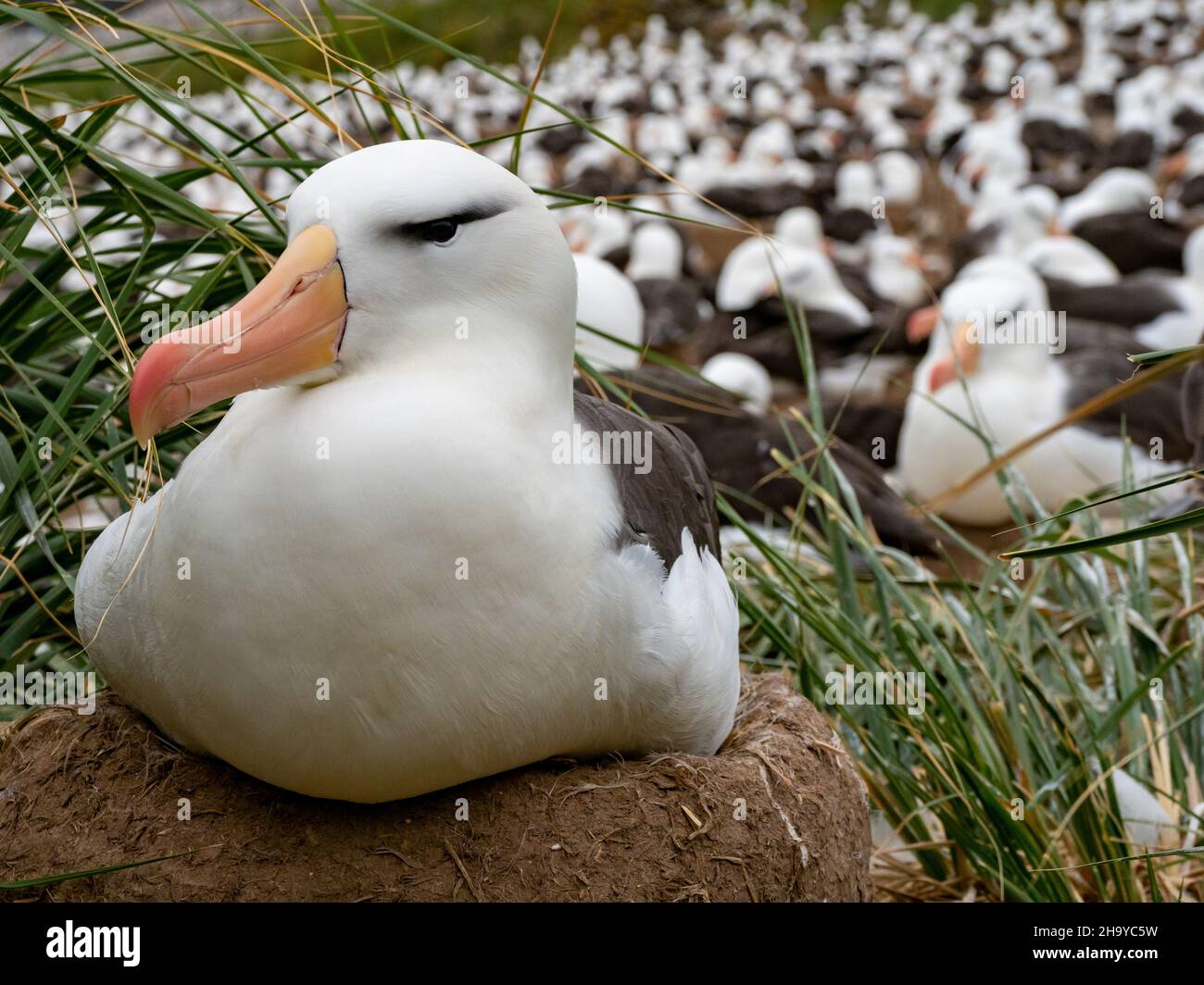 Black-browed albatross, Thalassarche melanophris, nesting on Steeple ...