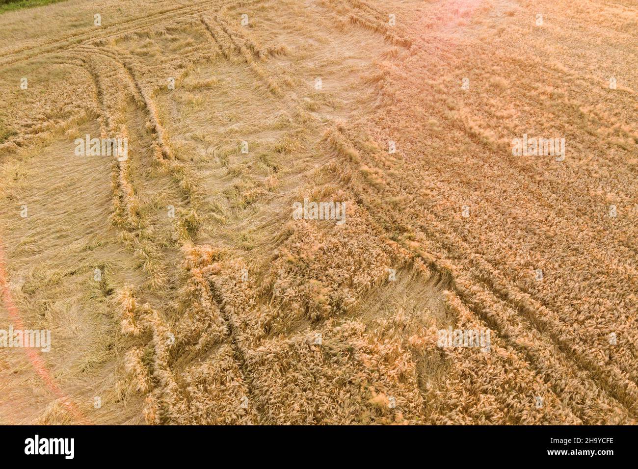 Aerial view of ripe farm field ready for harvesting with fallen down ...