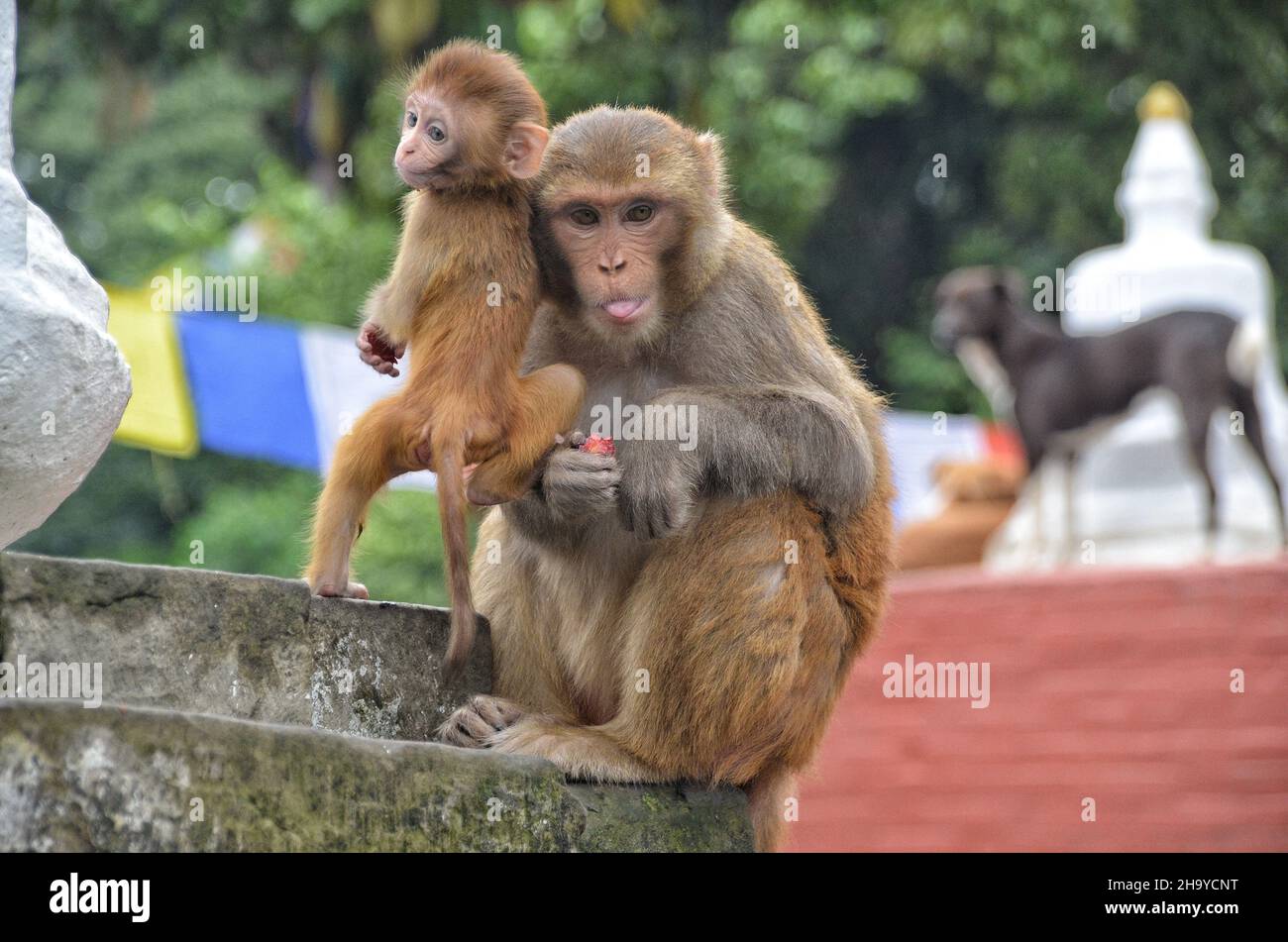 Babymonkey hi-res stock photography and images - Alamy