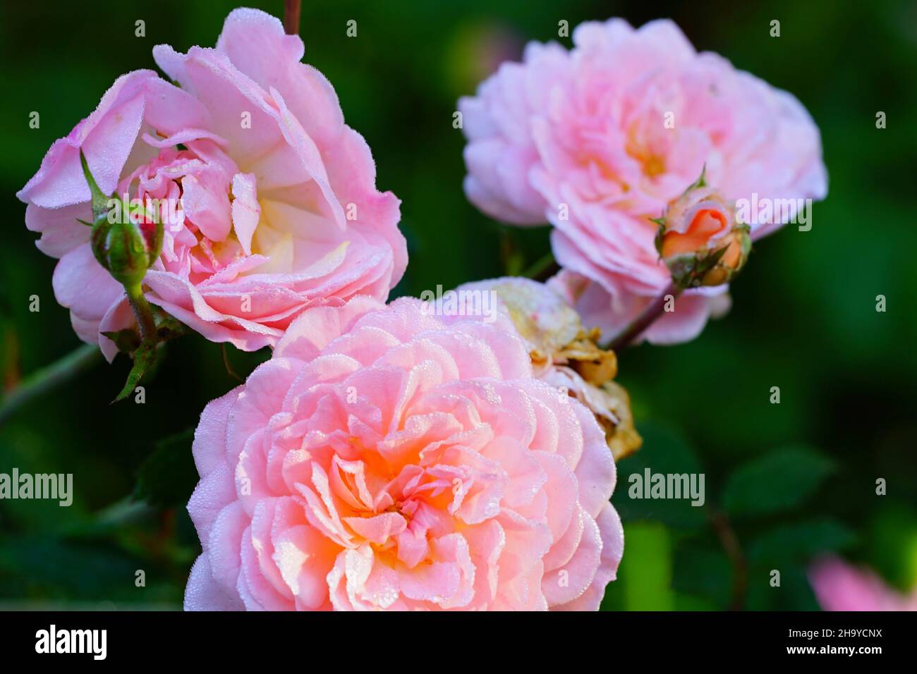 Apricot orange rose flower growing in the garden Stock Photo - Alamy
