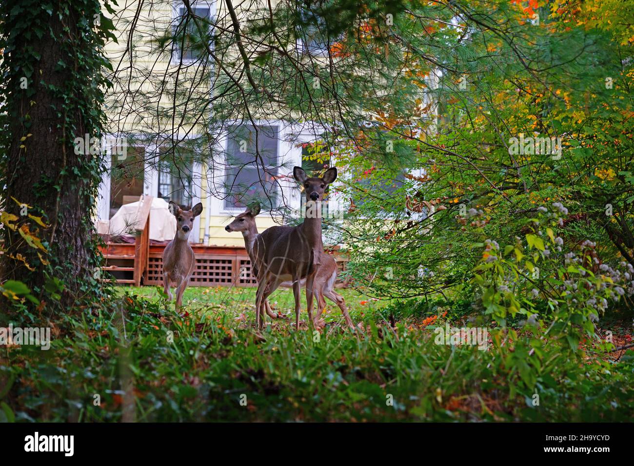 Wild deer in the fall in a suburban New Jersey backyard Stock Photo - Alamy