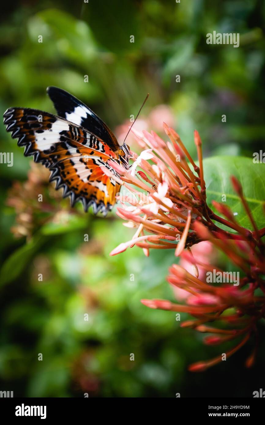 Butterfly on a flower, Bali, Indonesia Stock Photo - Alamy