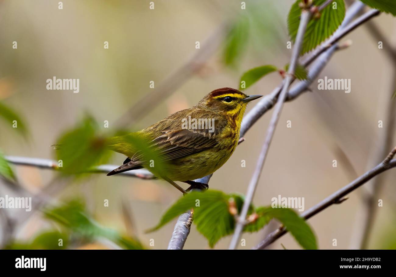 Yellowhammer flying hi-res stock photography and images - Alamy