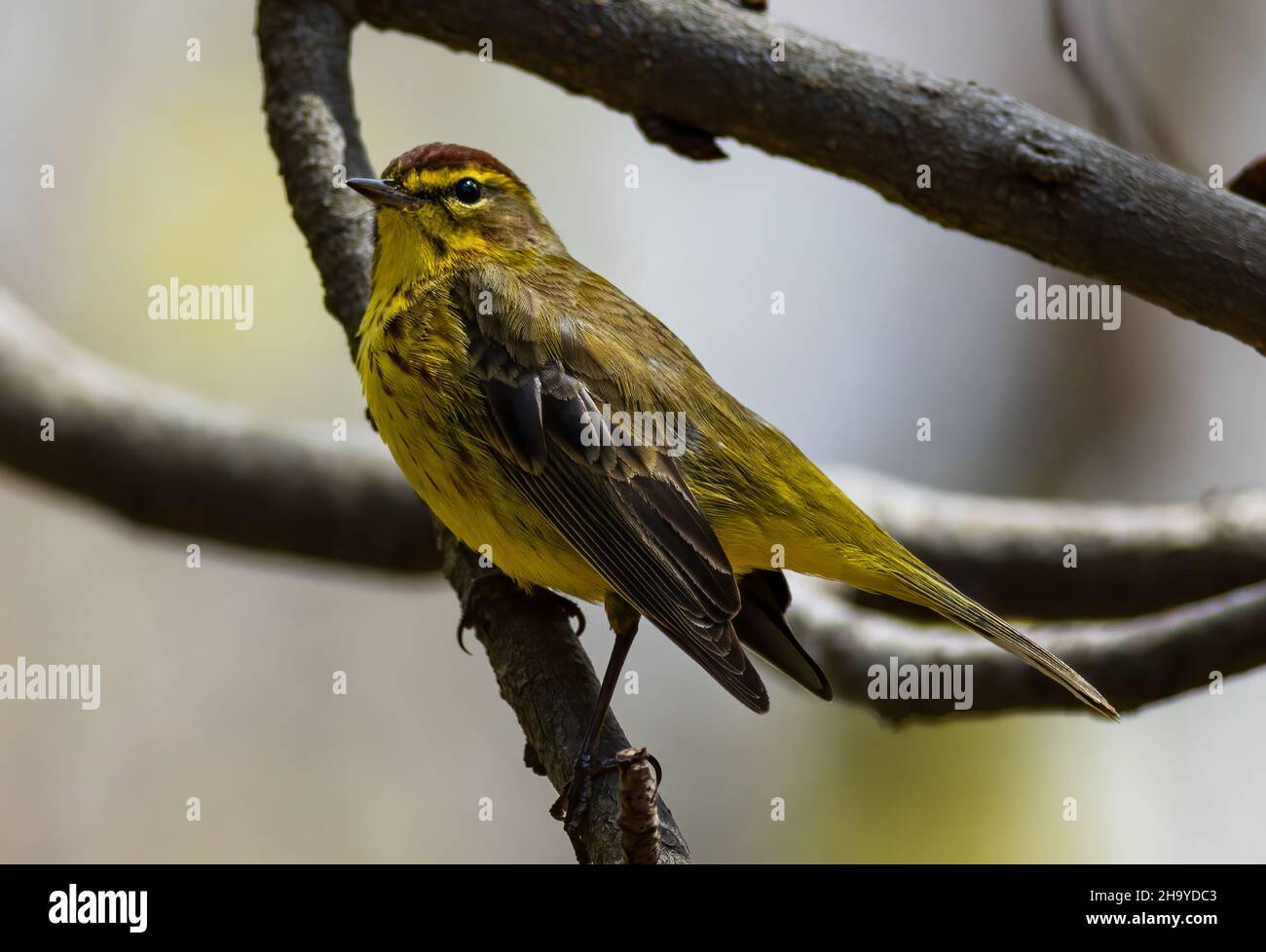 Flying yellowhammer hi-res stock photography and images - Alamy