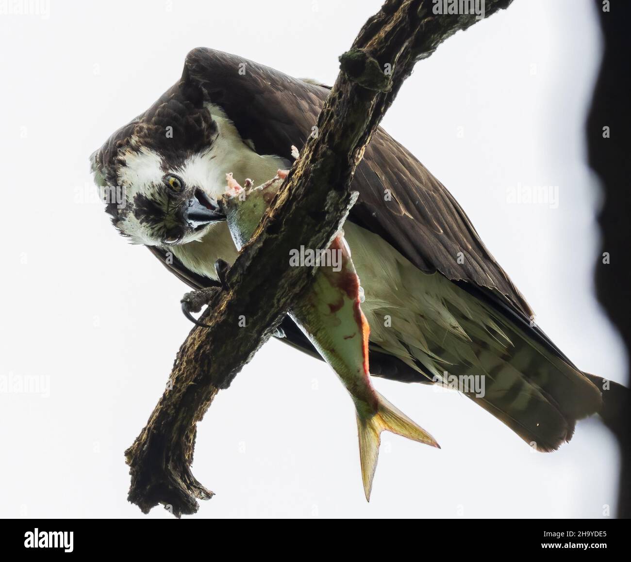 Low angle shot of Harpy eagle perched on a tree branch eating his catch ...