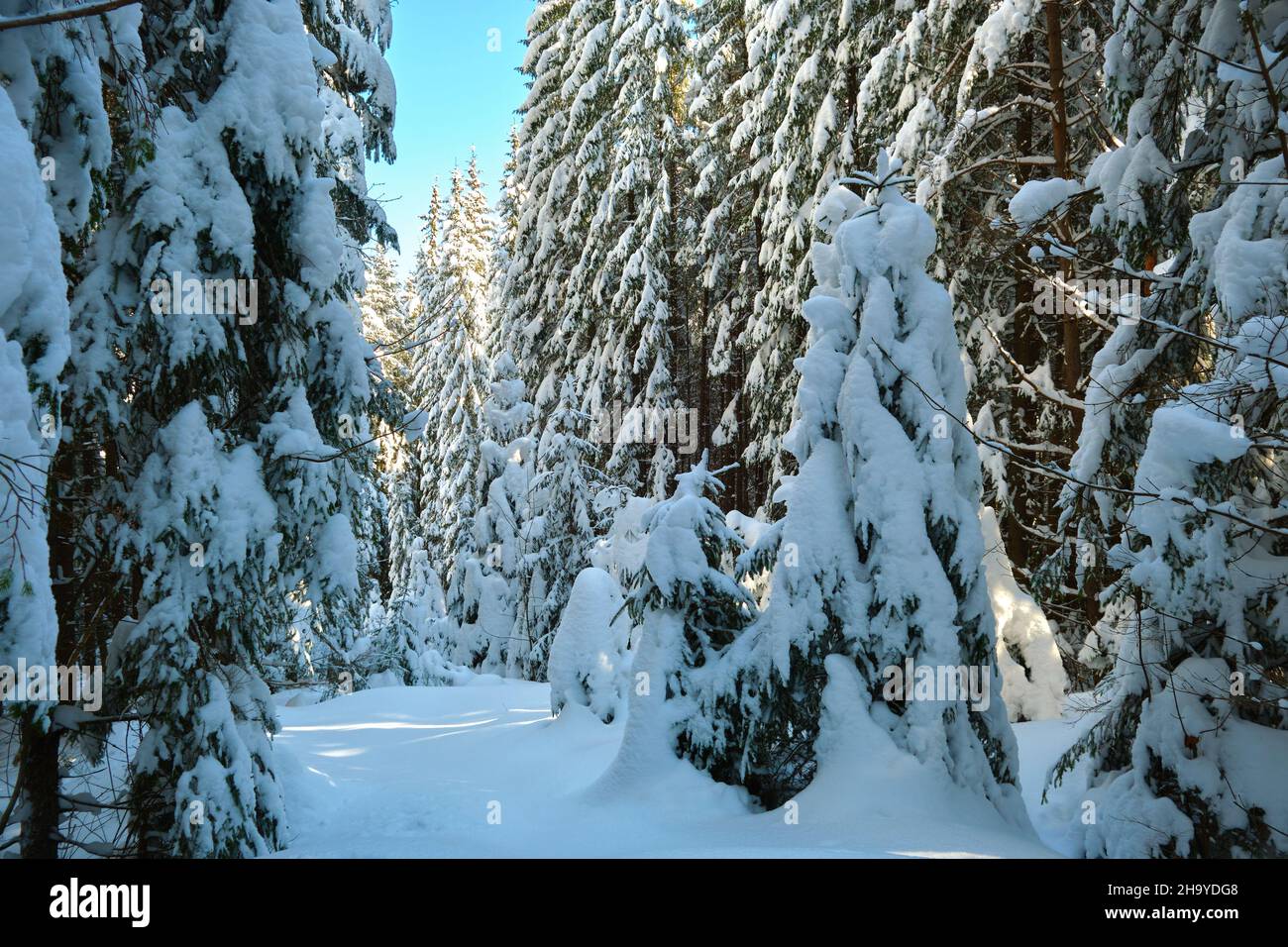 Fresh fallen snow on pine tree hi-res stock photography and images - Alamy