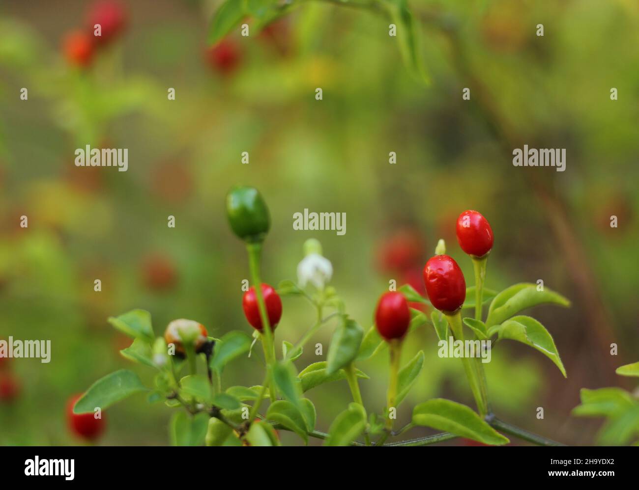 Native Pepper of Texas Chiltepin Pepper Capsicum annuum var ...