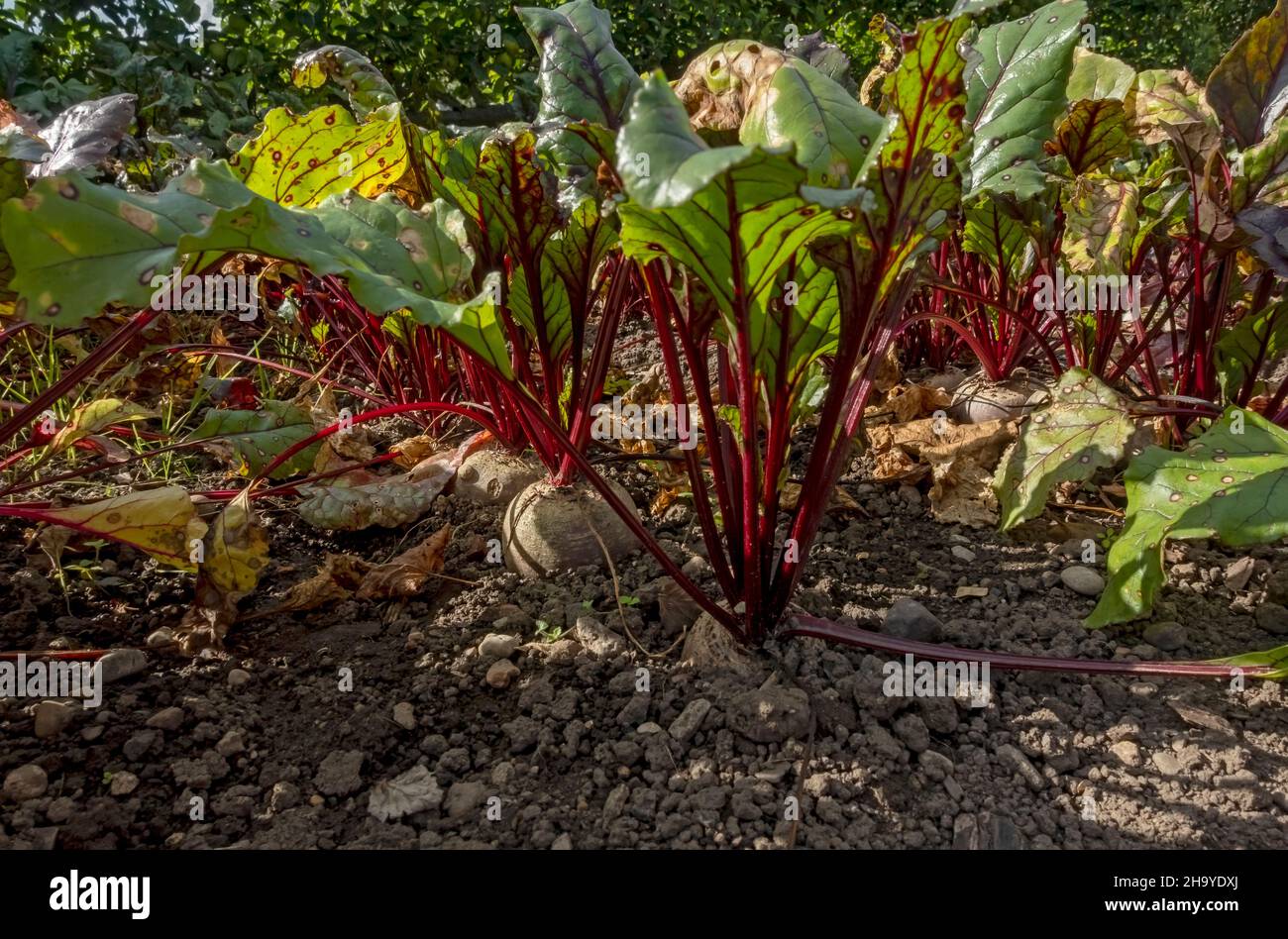 Beetroot plant hi-res stock photography and images - Alamy