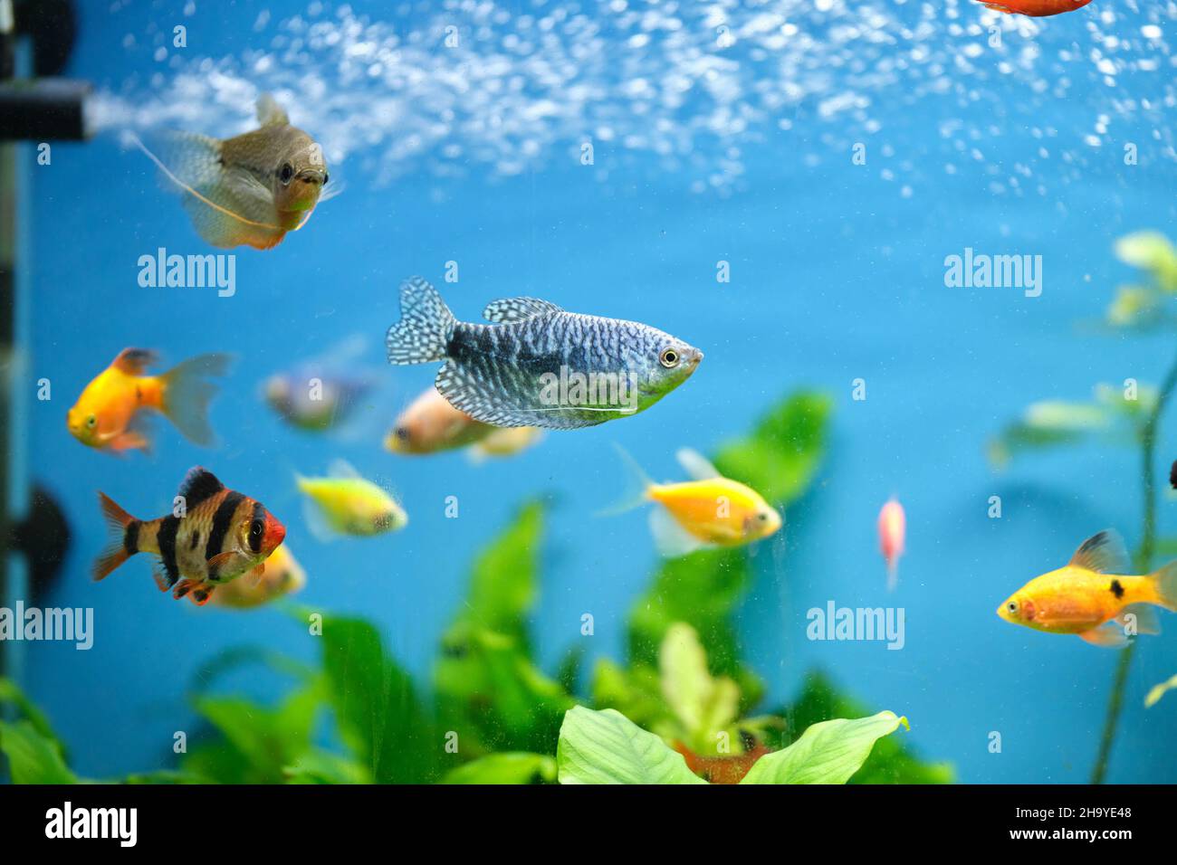 Colorful exotic fish swimming in deep blue water aquarium with green ...
