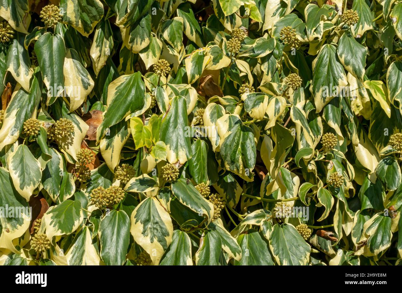 Variegated persian ivy hi-res stock photography and images - Alamy