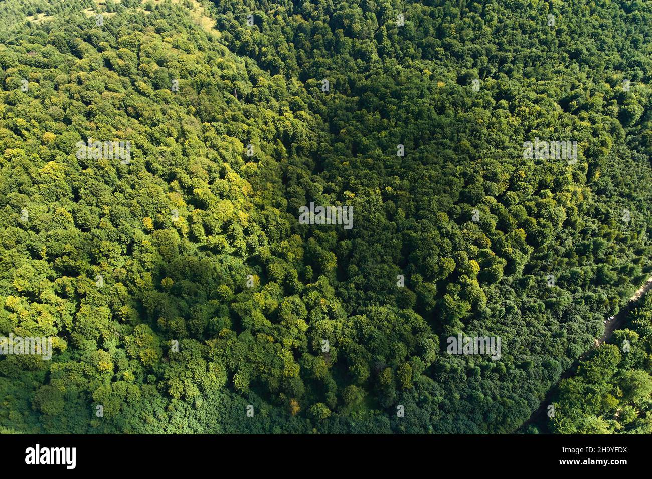 Top down flat aerial view of dark lush forest with green trees canopies ...