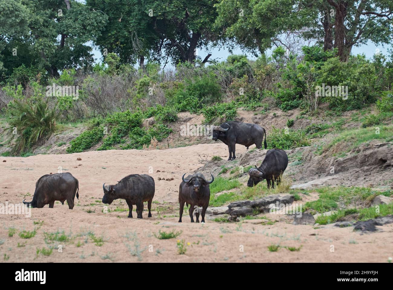 Herd of african cape buffalo standing in the bush Stock Photo - Alamy