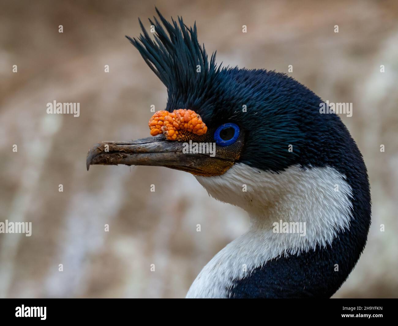 Imperial Cormorant, Leucocarbo atriceps, nesting on New Island ...