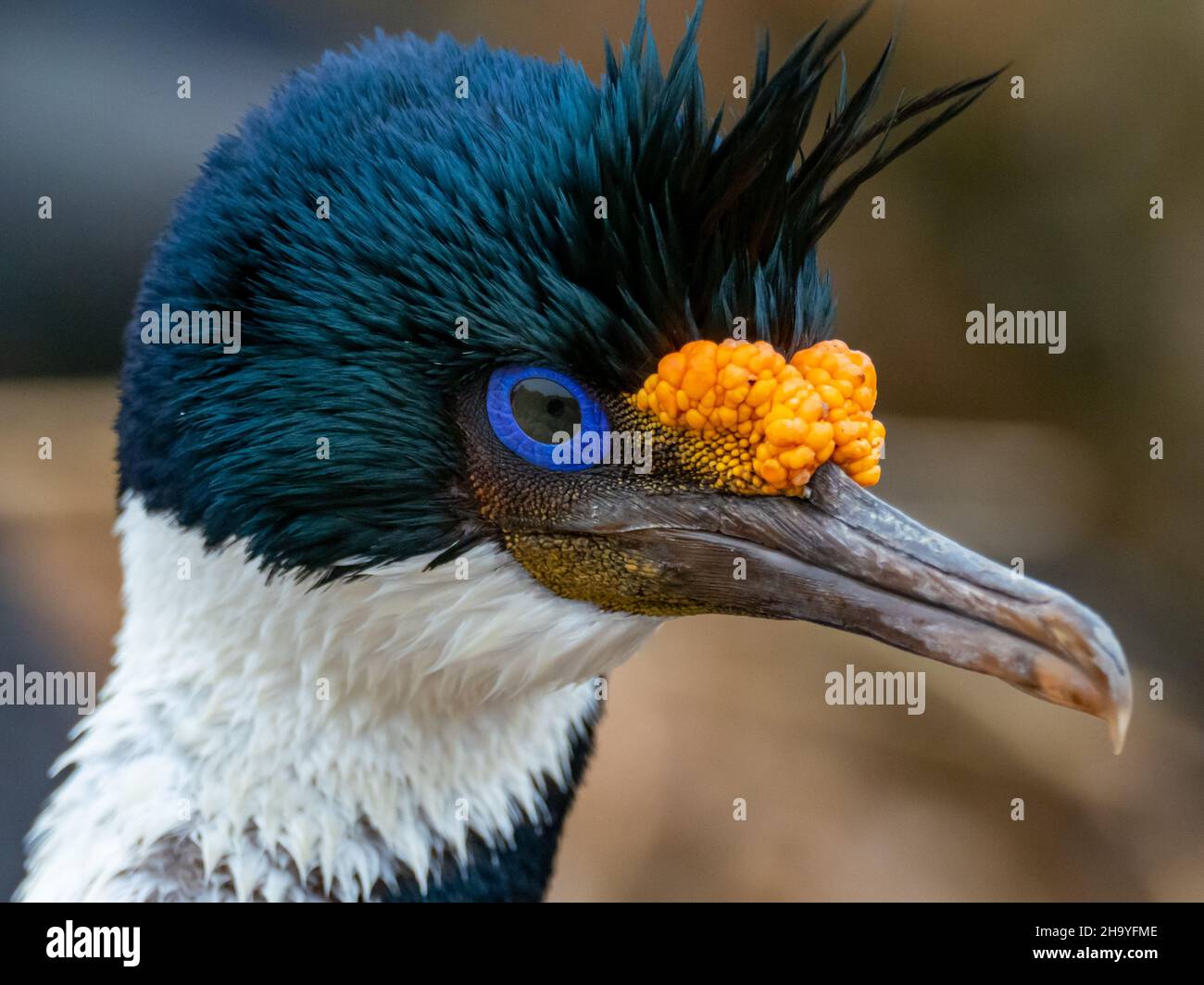 Imperial Cormorant, Leucocarbo atriceps, nesting on New Island ...