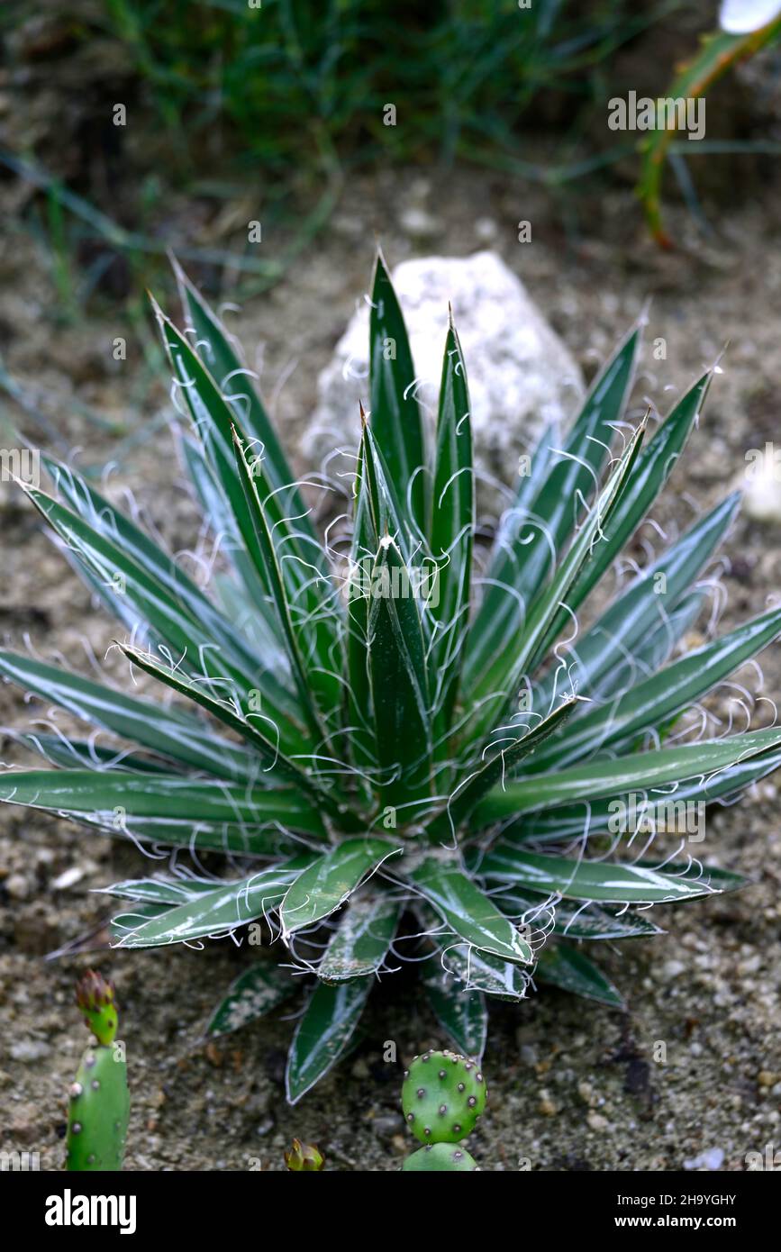 Agave filifera hi-res stock photography and images - Alamy