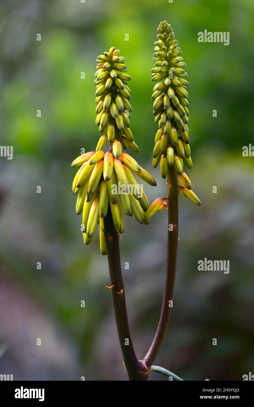 Aloiampelos striatula,Aloe striatula,hardy aloe,striped-stemmed aloe ...