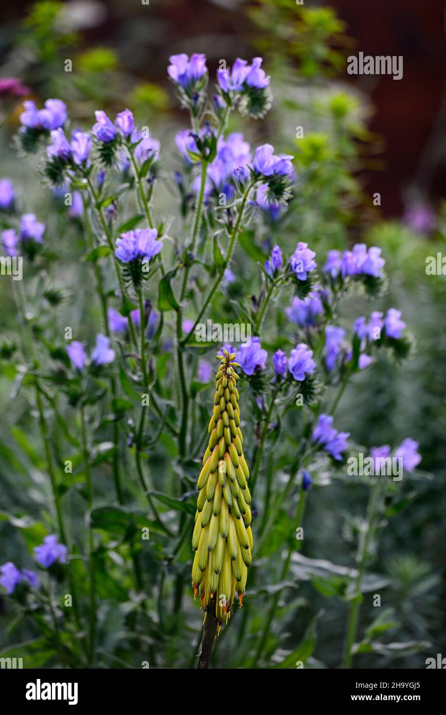 Aloiampelos striatula,Aloe striatula,echium blue bedder,hardy aloe ...
