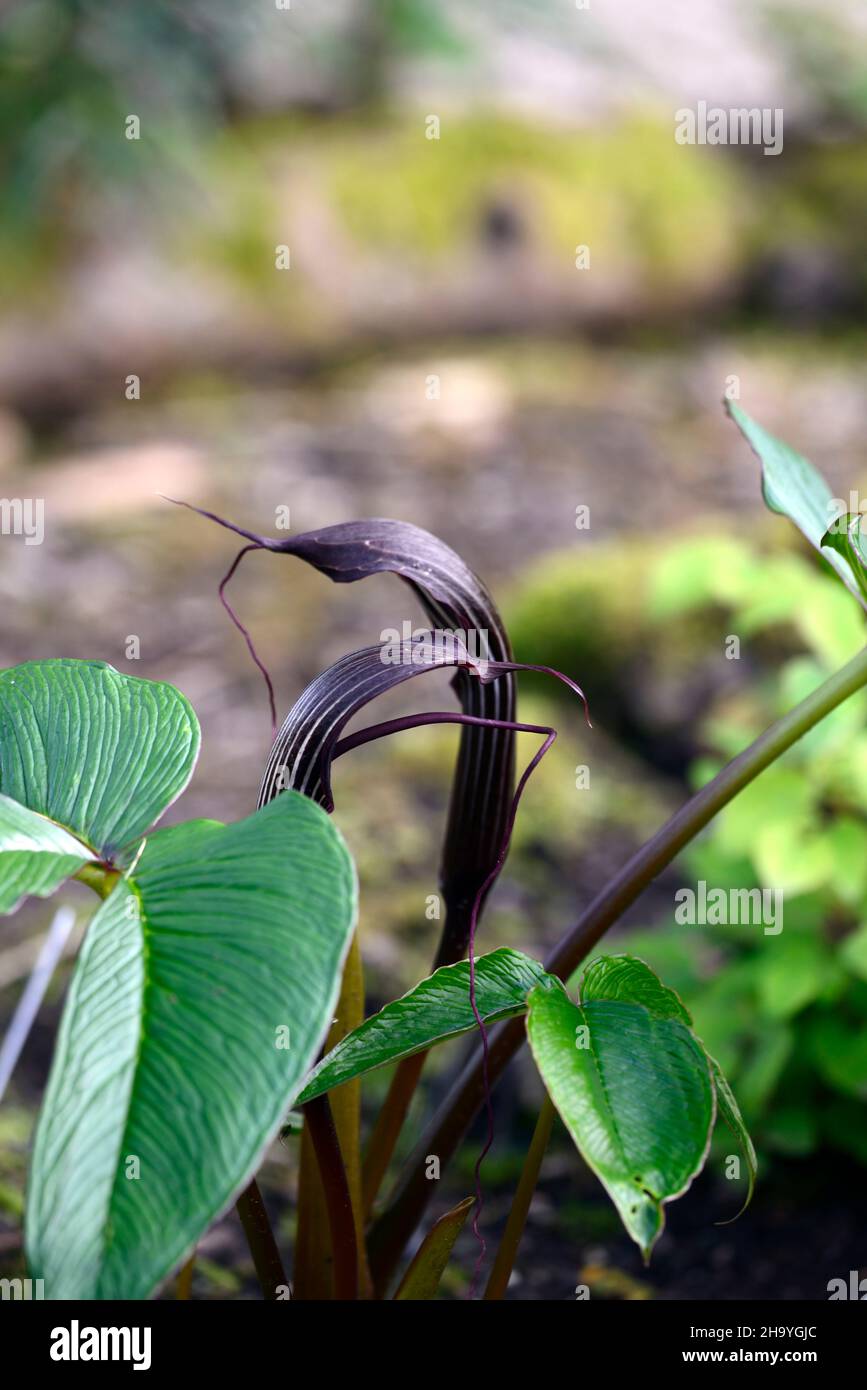 Arisaema costatum,cobra lily,aroid,purple brown white stripes,spathe ...
