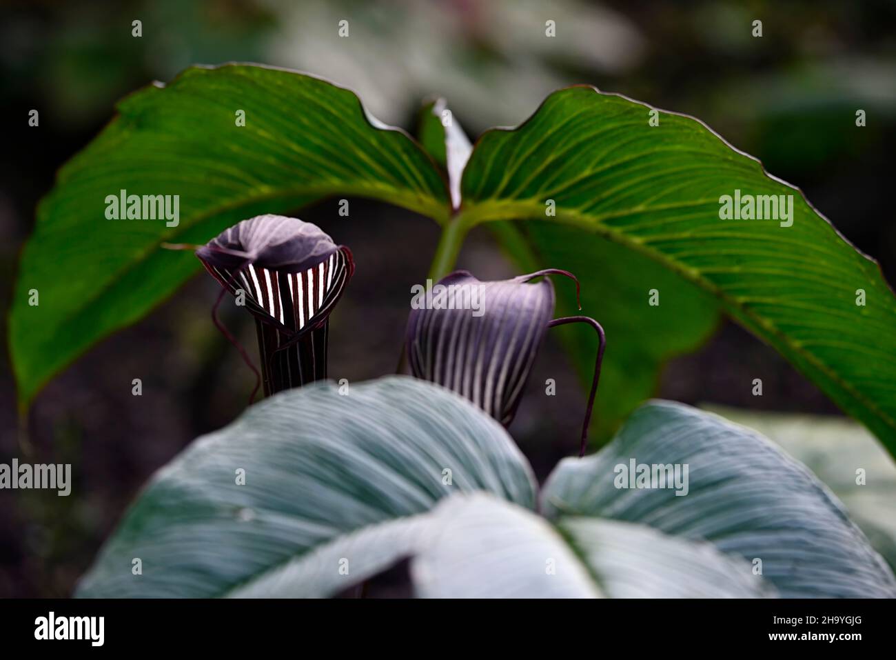 Arisaema costatum,cobra lily,aroid,purple brown white stripes,spathe ...